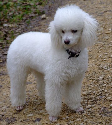 CLUBE DAS PATINHAS: A História do Poodle