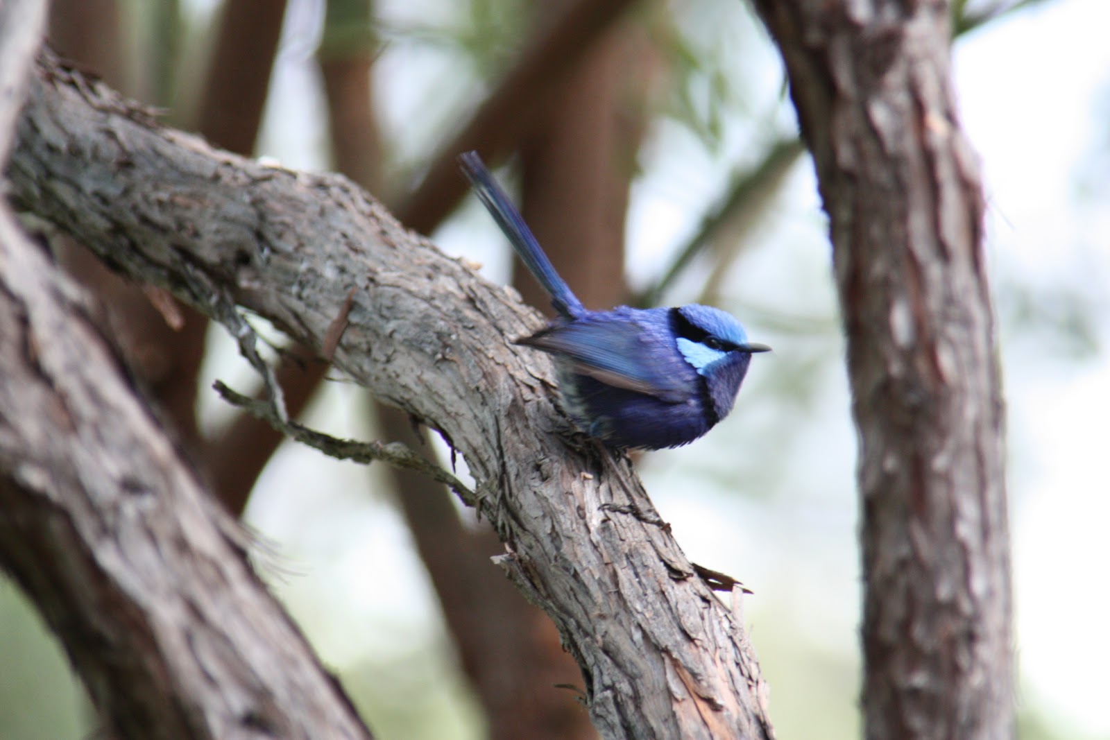 Notes from under the Mountain: LITTLE BLUE WREN
