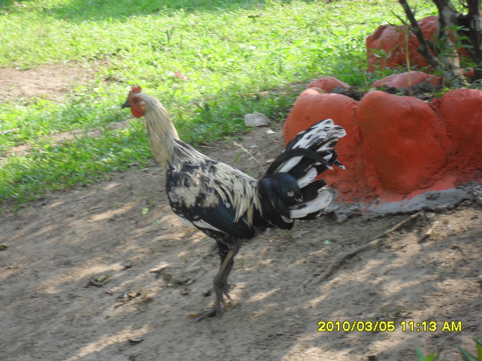 PHOTOS, PEOPLE, PLACES, FOODS AND ANIMALS...: Native Chicken
