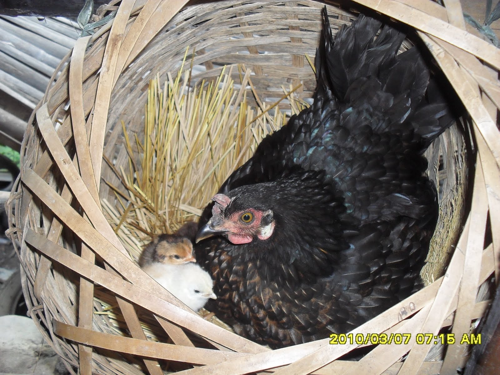PHOTOS, PEOPLE, PLACES, FOODS AND ANIMALS...: Native Chicken