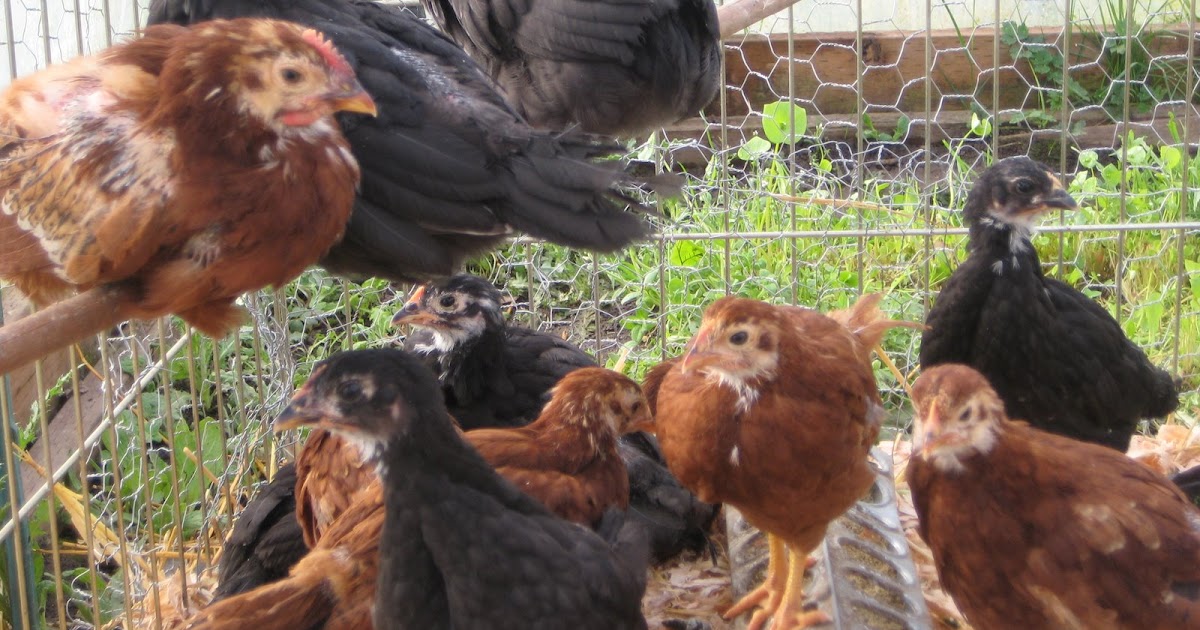 Honey Bee Sting: Teenage Chickens with Pink Tiaras