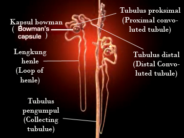 BIO-EDUCATION: GINJAL