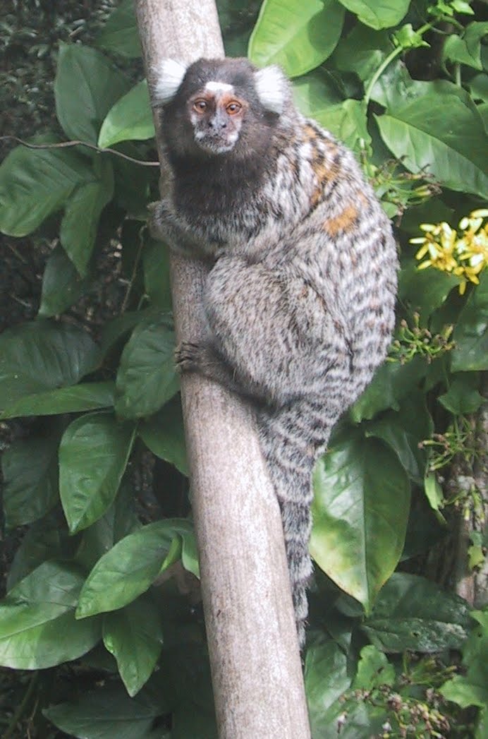 mairiporã agora: Micos-estrela dominam a serra da cantareira.