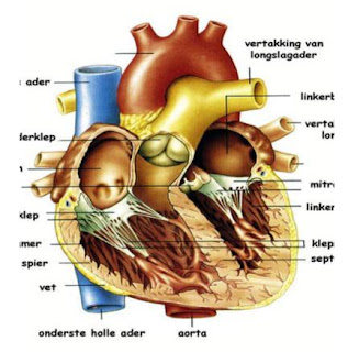 Ons lichaam: hart