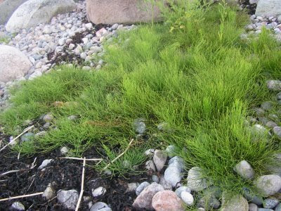 Eestis tavaline: Taimed Uitrolt, mere kaldalt 4.