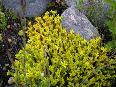 Eestis tavaline: Perekond kukehari