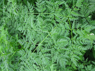 Eestis tavaline: Täpiline surmaputk