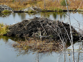 Beaver Boardwalk Blog: Finishing the Food Cache
