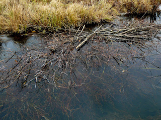 Beaver Boardwalk Blog: Anatomy of a Food Cache