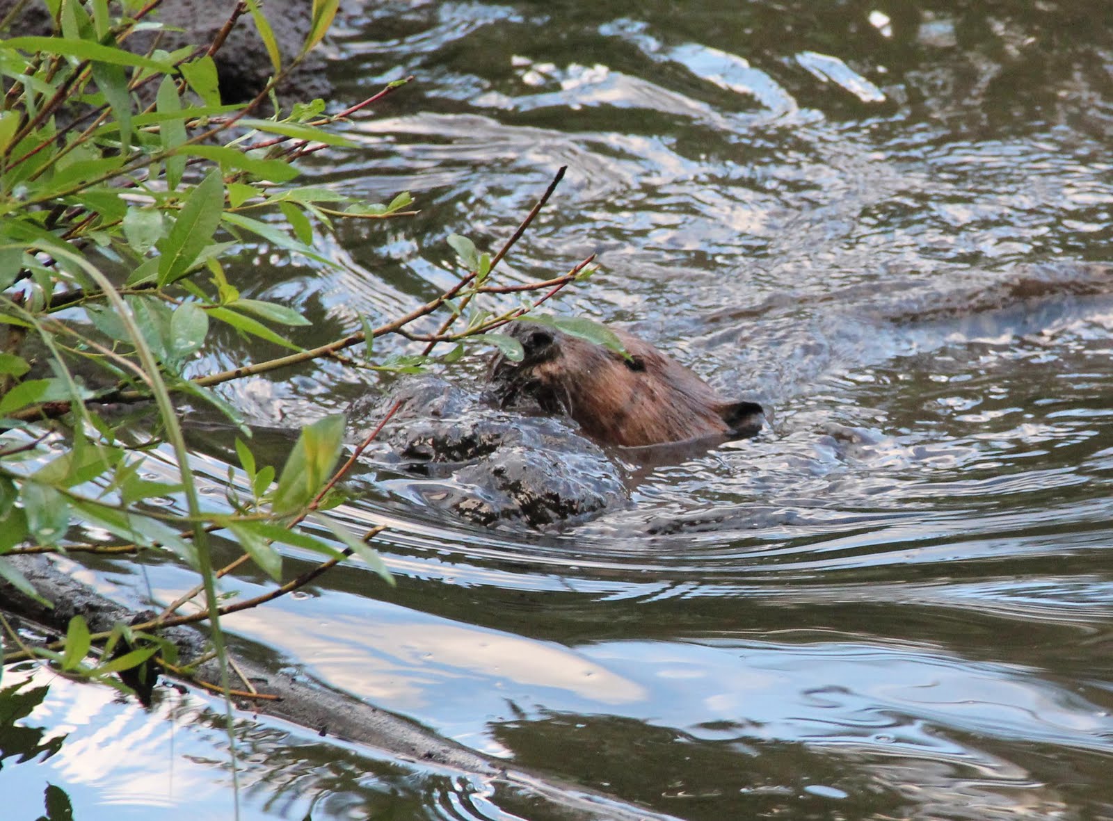 Beaver Boardwalk Blog: Dam Maintenance