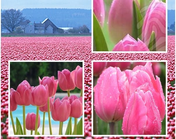 Sweet Nothings: Happy Pink Saturday and THE FIRST DAY OF SPRING