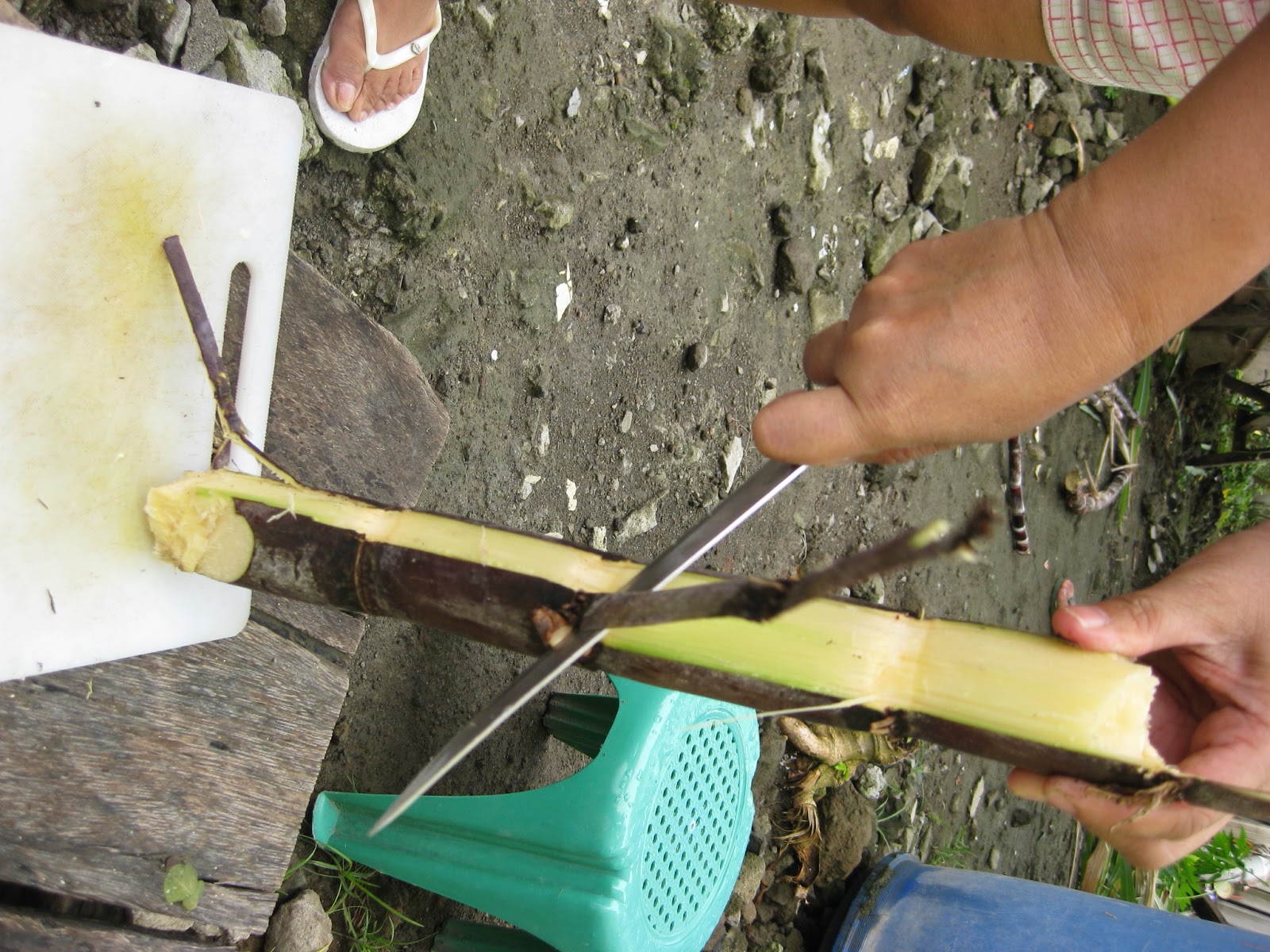 Cook this Recipe: Eating Sugarcane