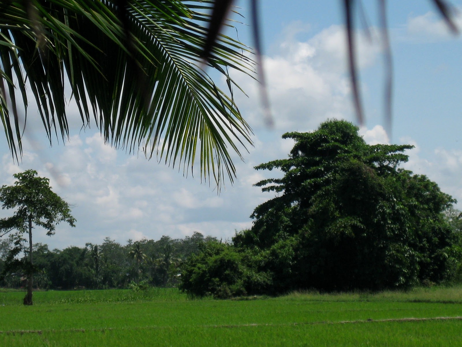 The Walking Tripod: Philippine Farm