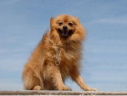 Sri Lankan Dog Lovers: Dog Breed Information ( P - S )