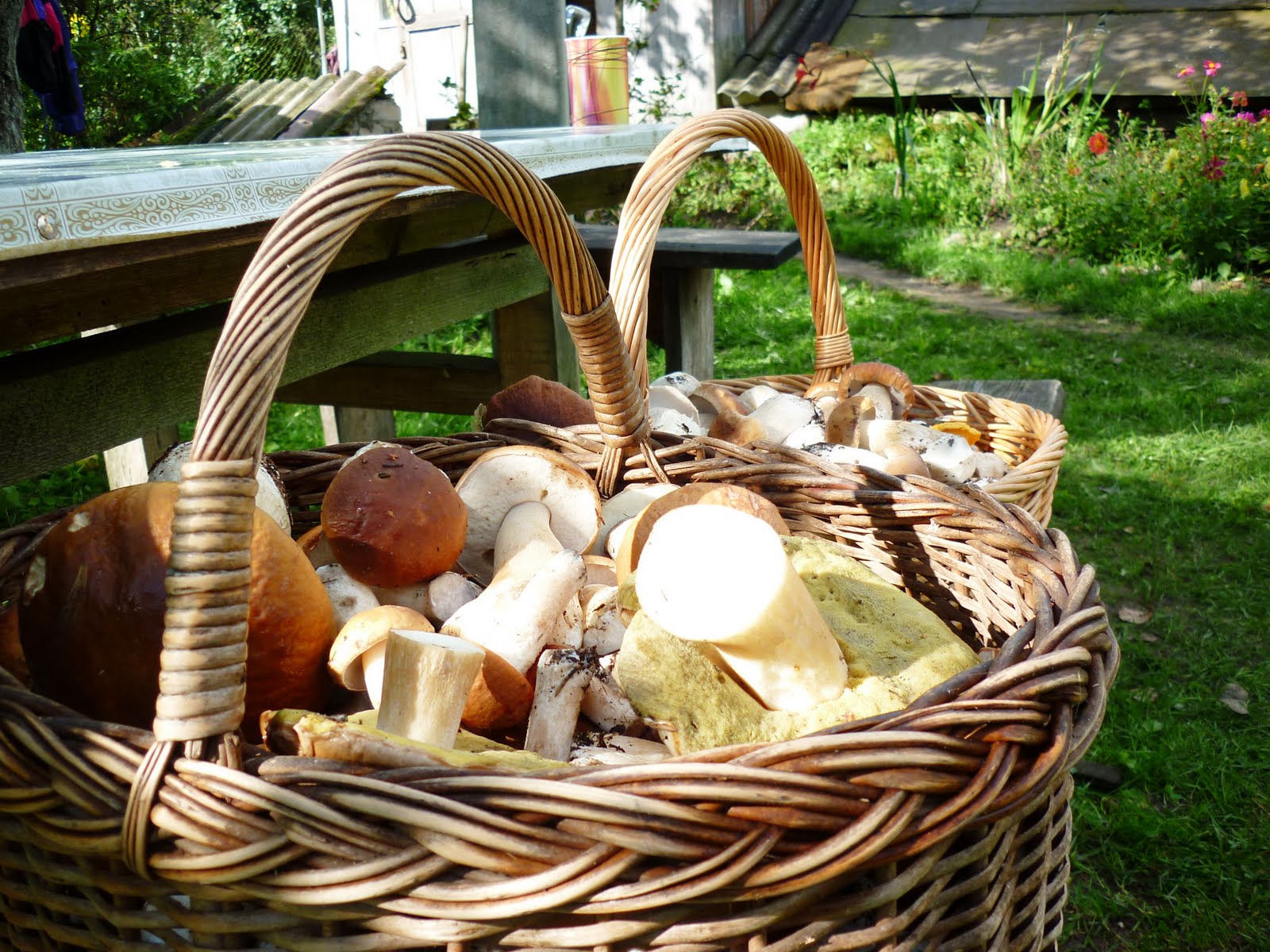 Džiovinti baravykai