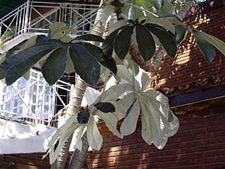 Hierbas y Salud: Ambay