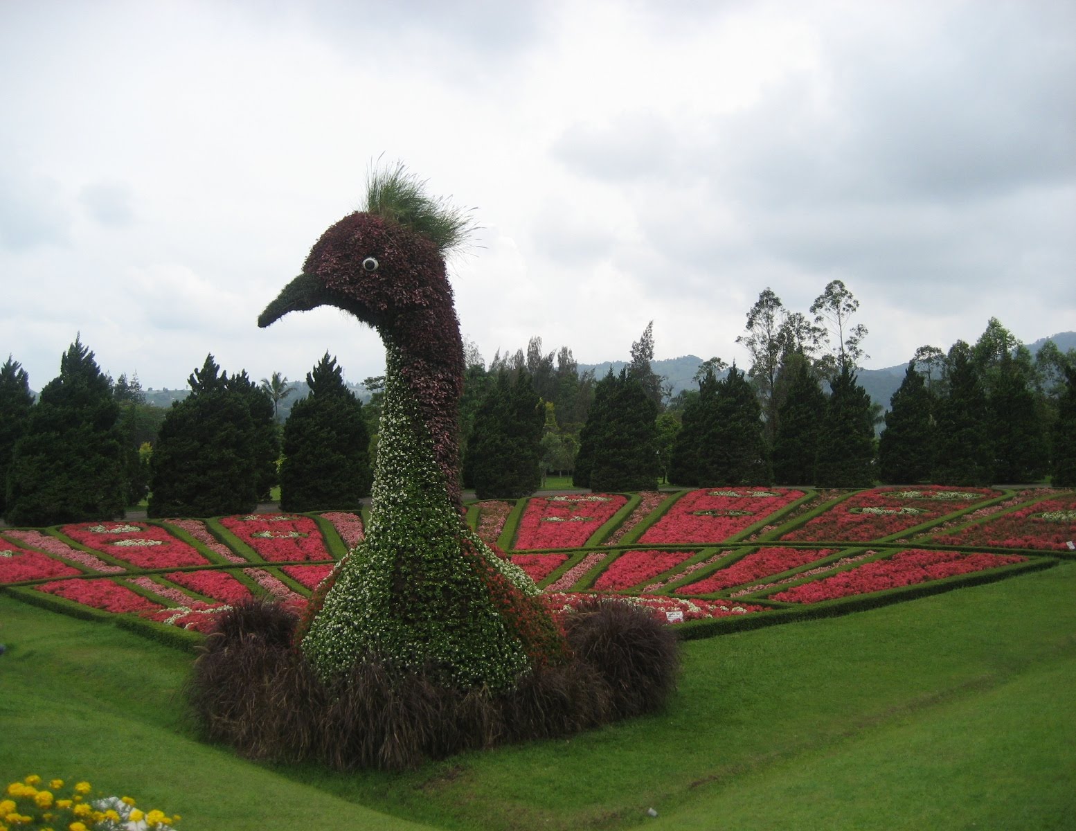 2011 BDP Calendar Photo Entries: Peacock's Garden - Taman Bunga ...