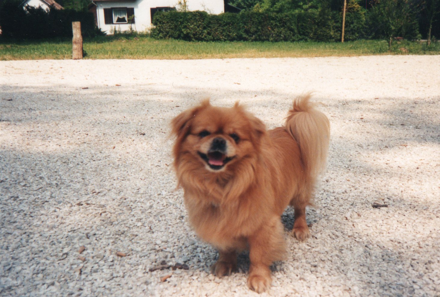 Szerelmem a Tibeti spániel kutya fajta.: Lexi