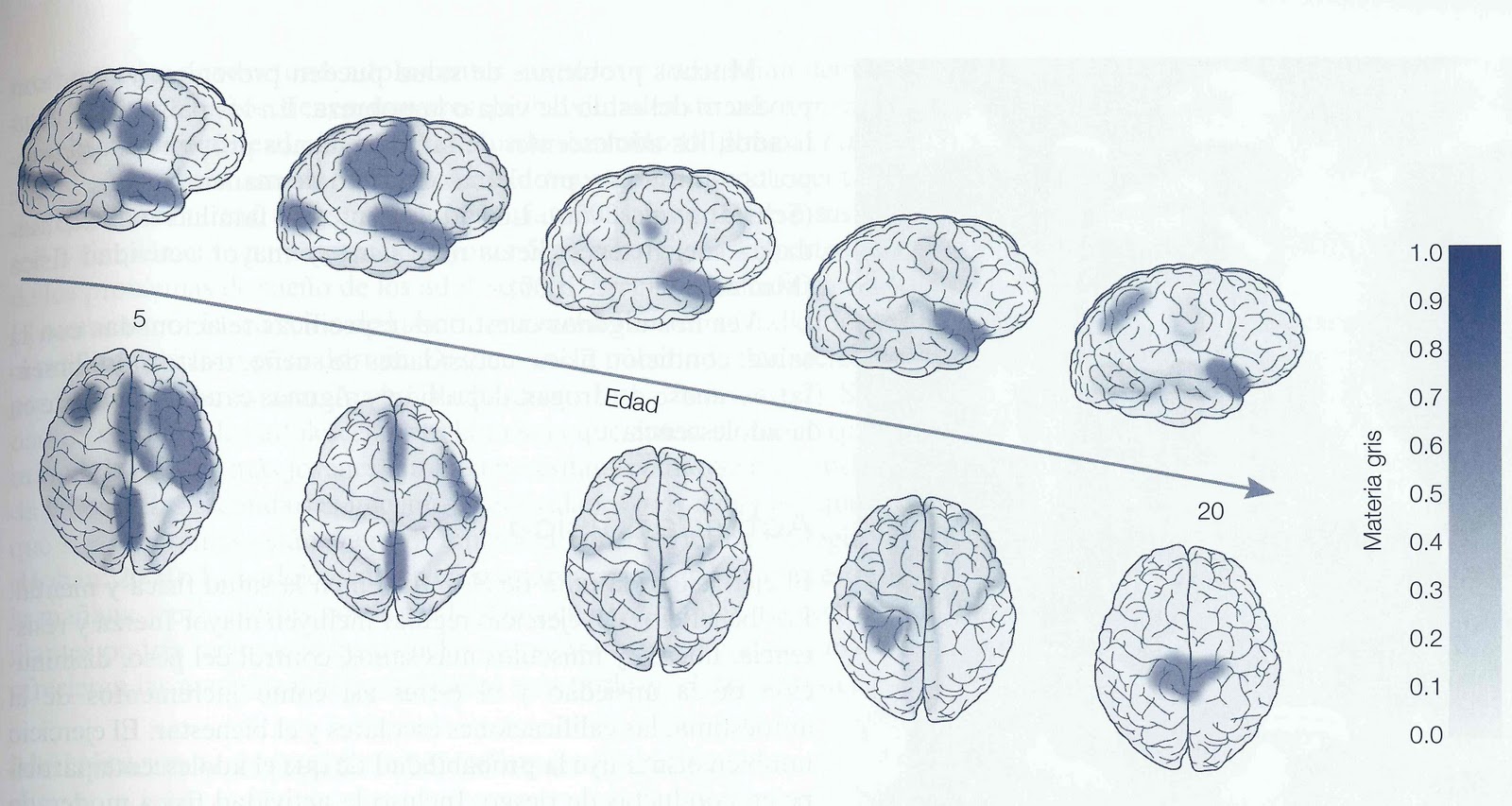 Evidencias de mi aprendizaje: El cerebro adolescente