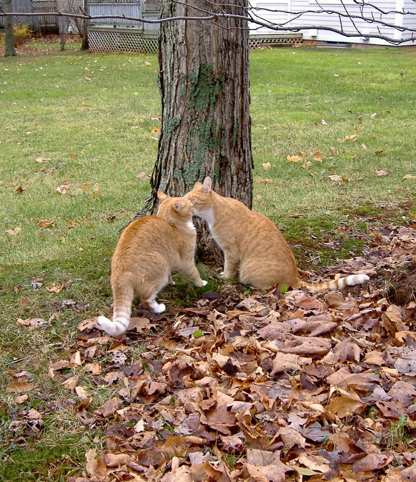 Pat's Cats: Chasing the Squirrel (December 2009)