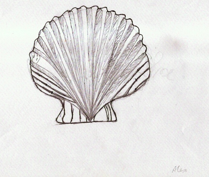 Star Sketchers: Weeks 7-10: Form, Contours, Tonal Values, Positive ...