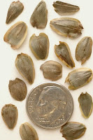 My off-topic thoughts junction: Why Heart is the symbol/sign of love!