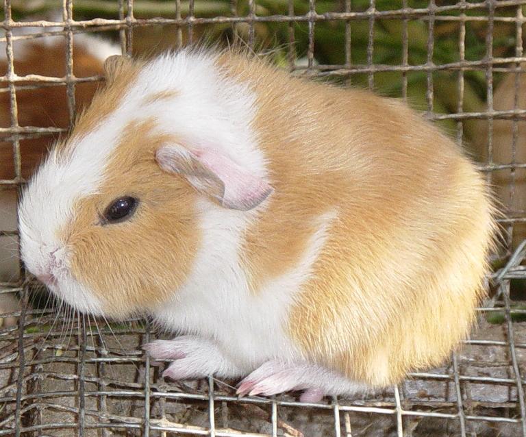 CADENAS PRODUCTIVAS DE CUY FOMENTAN EN LA LIBERTAD ~ Noticias