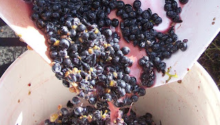 Process of Wine Making: Crushing and primary fermentation