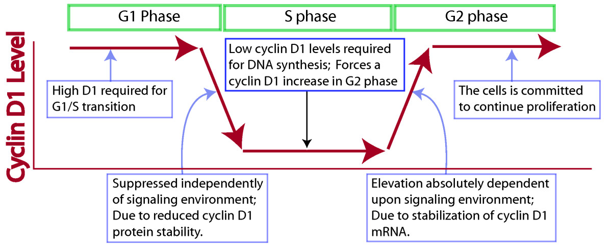 Biology Snippets: Cyclin Was Discovered 30 years ago - what is it being ...