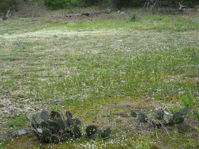 clay and limestone: Cedar Glade Flowers, Part 2