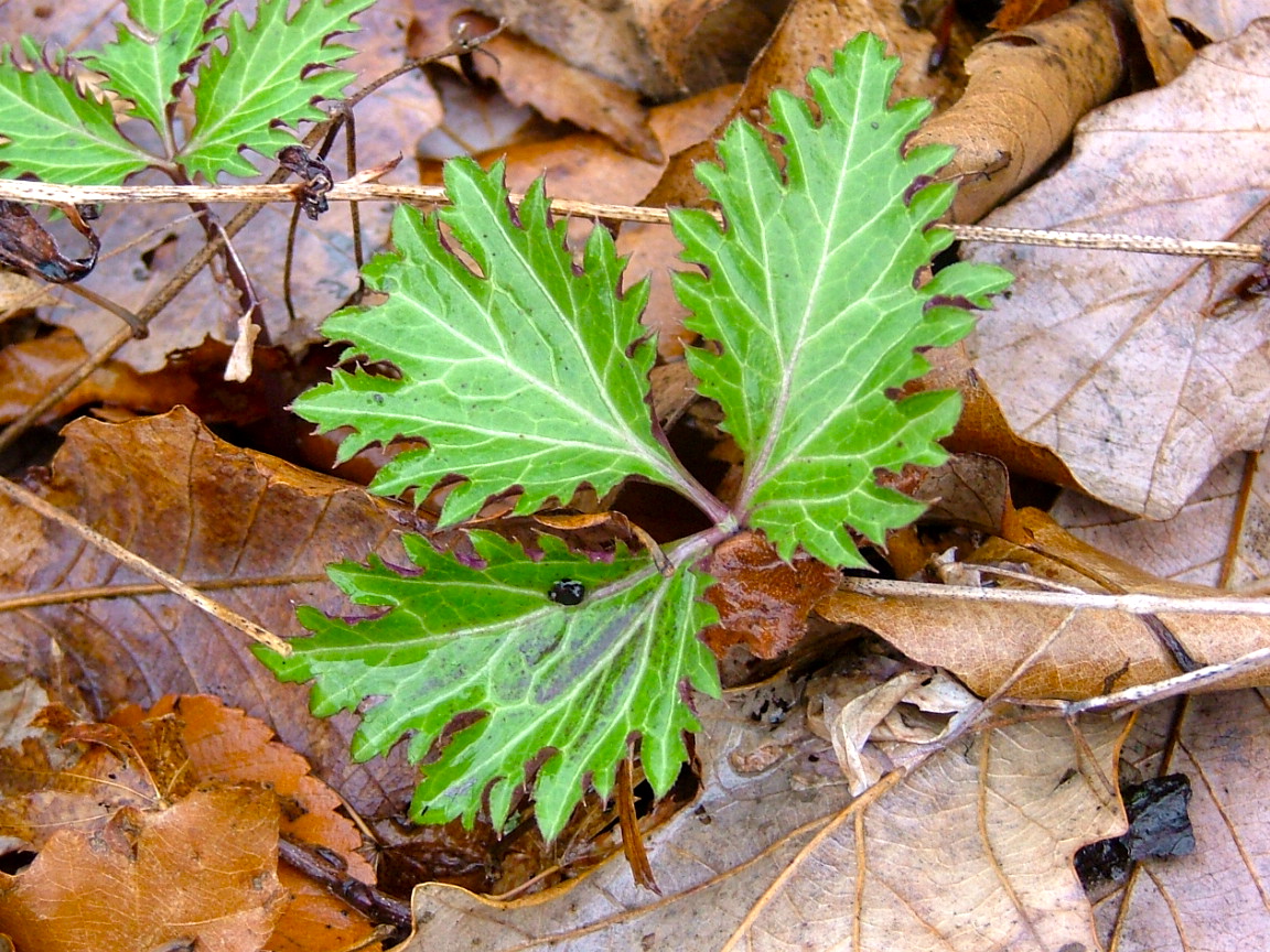 clay and limestone: Wildflower Wednesday~The Toothworts