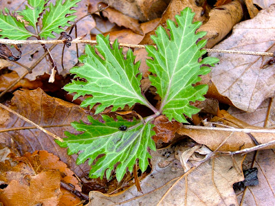 clay and limestone: Wildflower Wednesday~The Toothworts