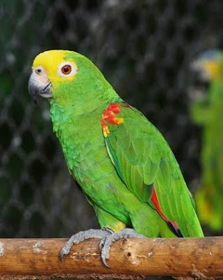 Algunos tipos de loros Colombianos