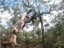 Bambara Road 4 National Park