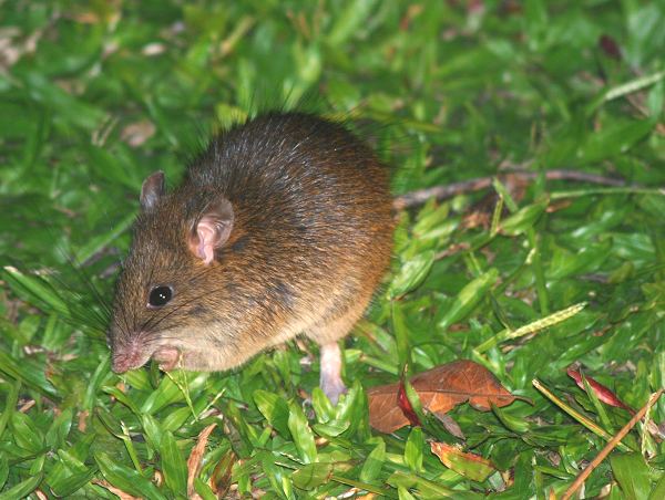 Bambara Road 4 National Park