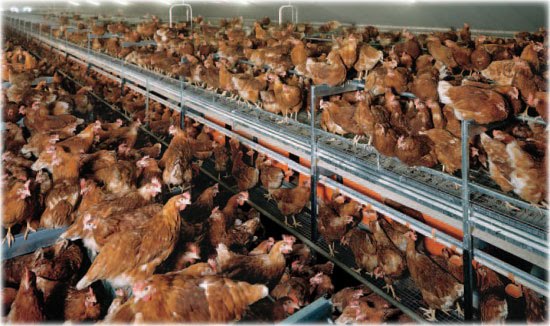 In The News Prison Overcrowding Chickens Coming Home To Roost