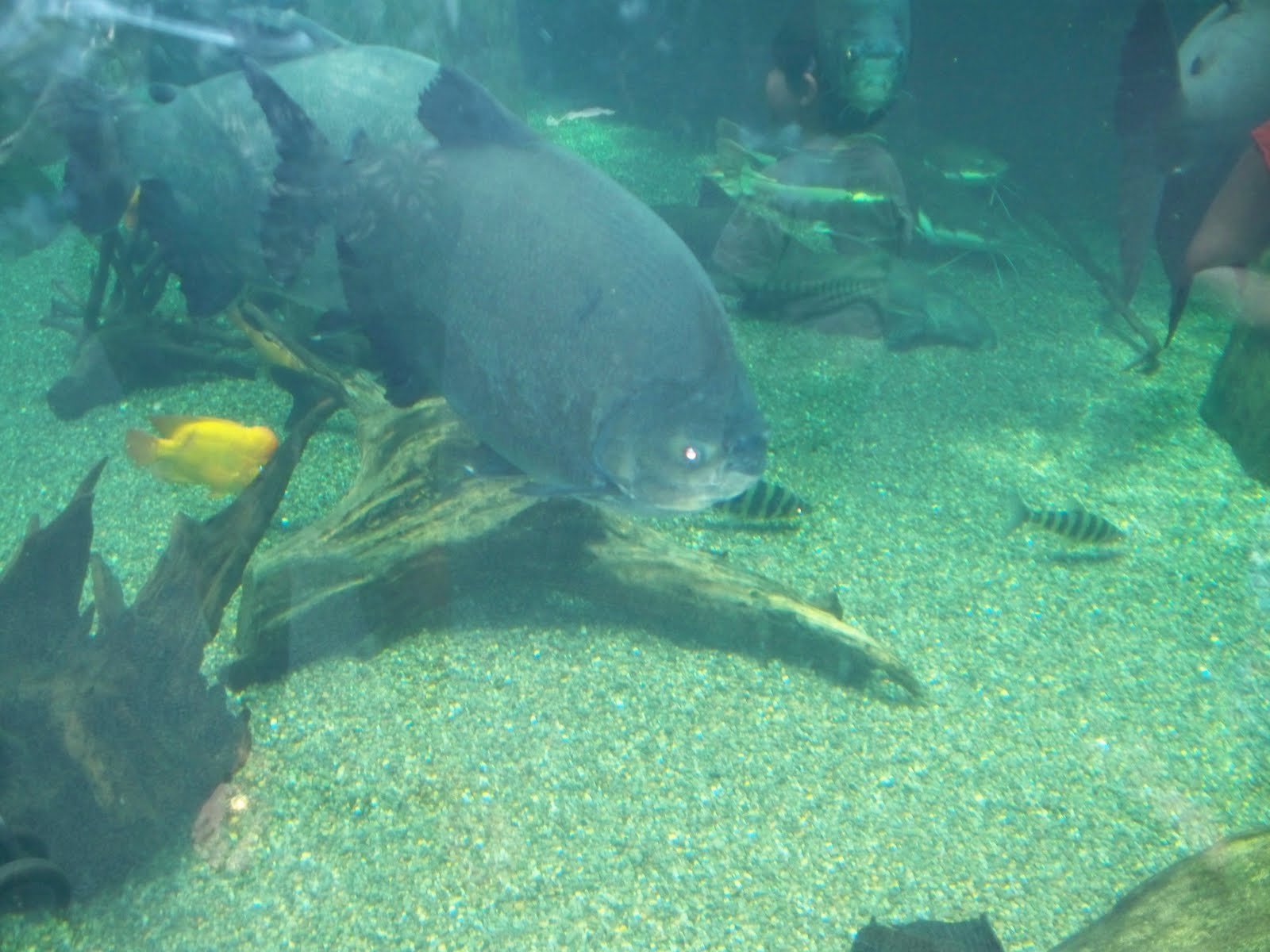 Simple Happy Life: Pittsburgh Zoo & PPG Aquarium