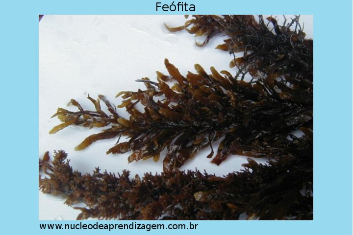 Feófitas; Algas Pardas; Phaeophyta; Phaeophyceae; Feofíceas ...