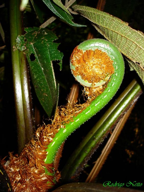 Ciências da Natureza: Reino Plantae (Metaphyta) - Pteridófitas