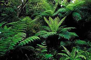 Ciências da Natureza: Reino Plantae (Metaphyta) - Pteridófitas