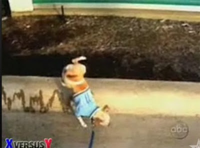 Video: Chester el sorprendente perro orinador