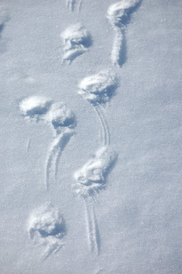 Autumn in New Hampshire: Interesting Animal Tracks in the Snow