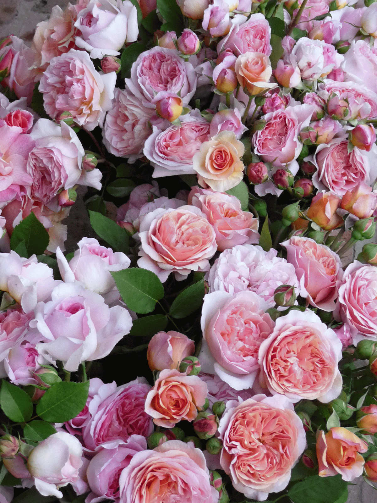 En el jardin: rosas para enamorarse....