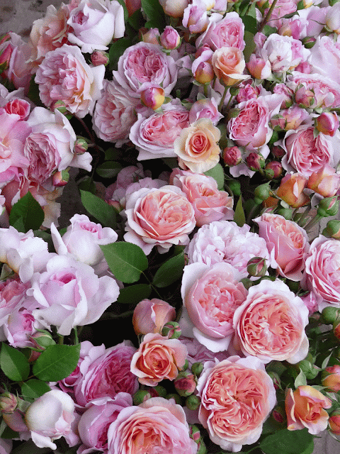 En el jardin: rosas para enamorarse....