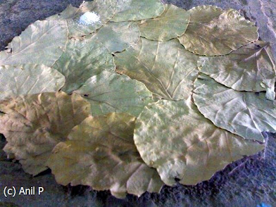 Windy Skies: Leaves Of Life