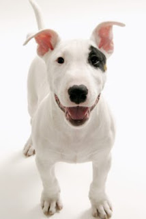 My Dog: Bullterrier