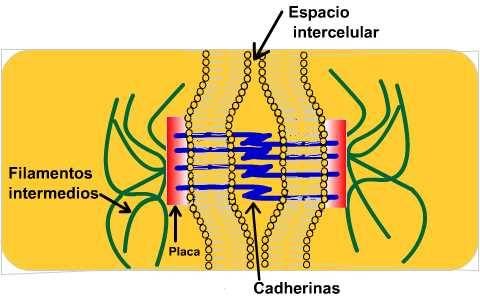 BIología Plan Diferenciado: Adherencia Celular
