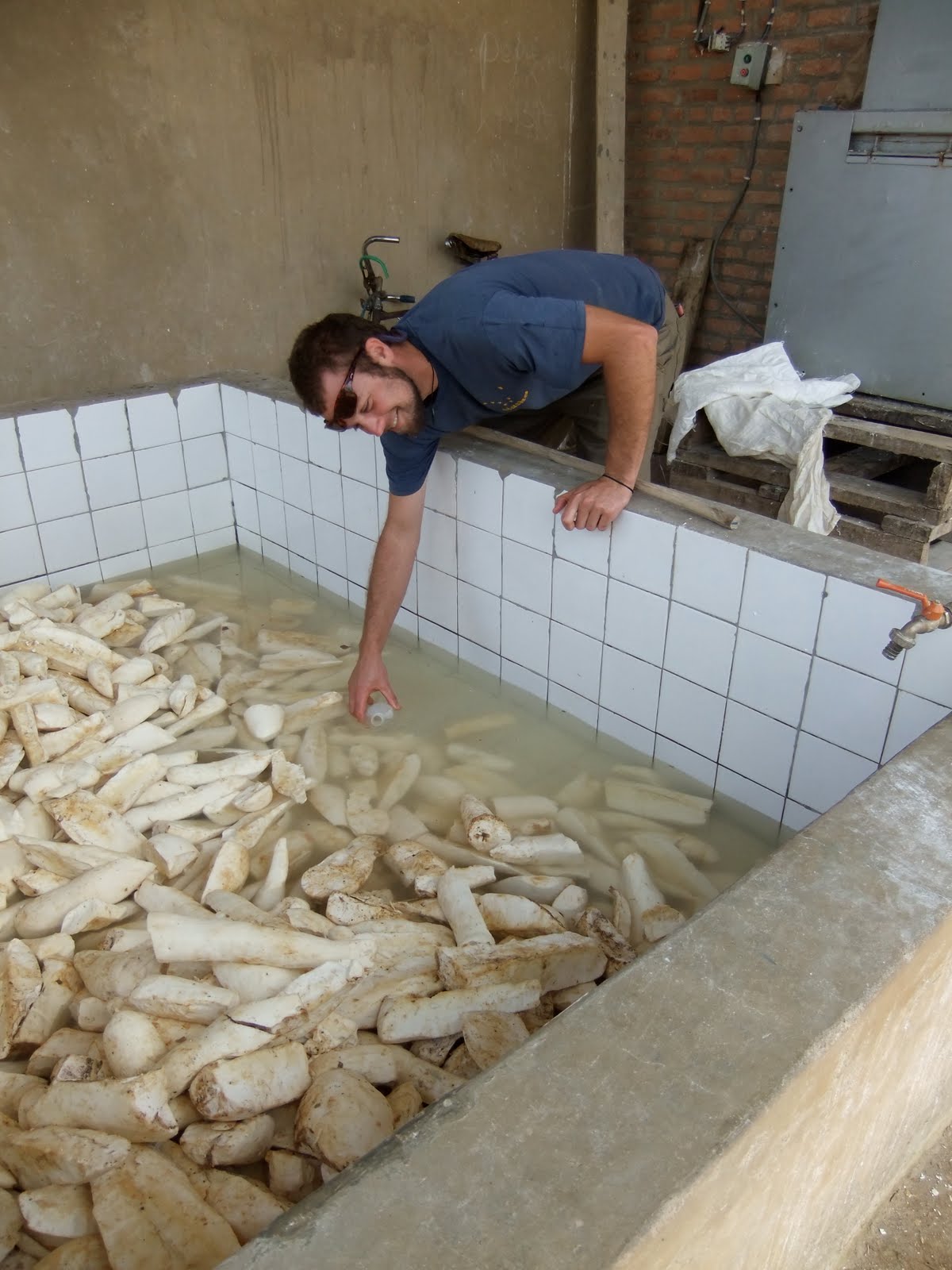 AQSpees: more than you wanted to know about cassava