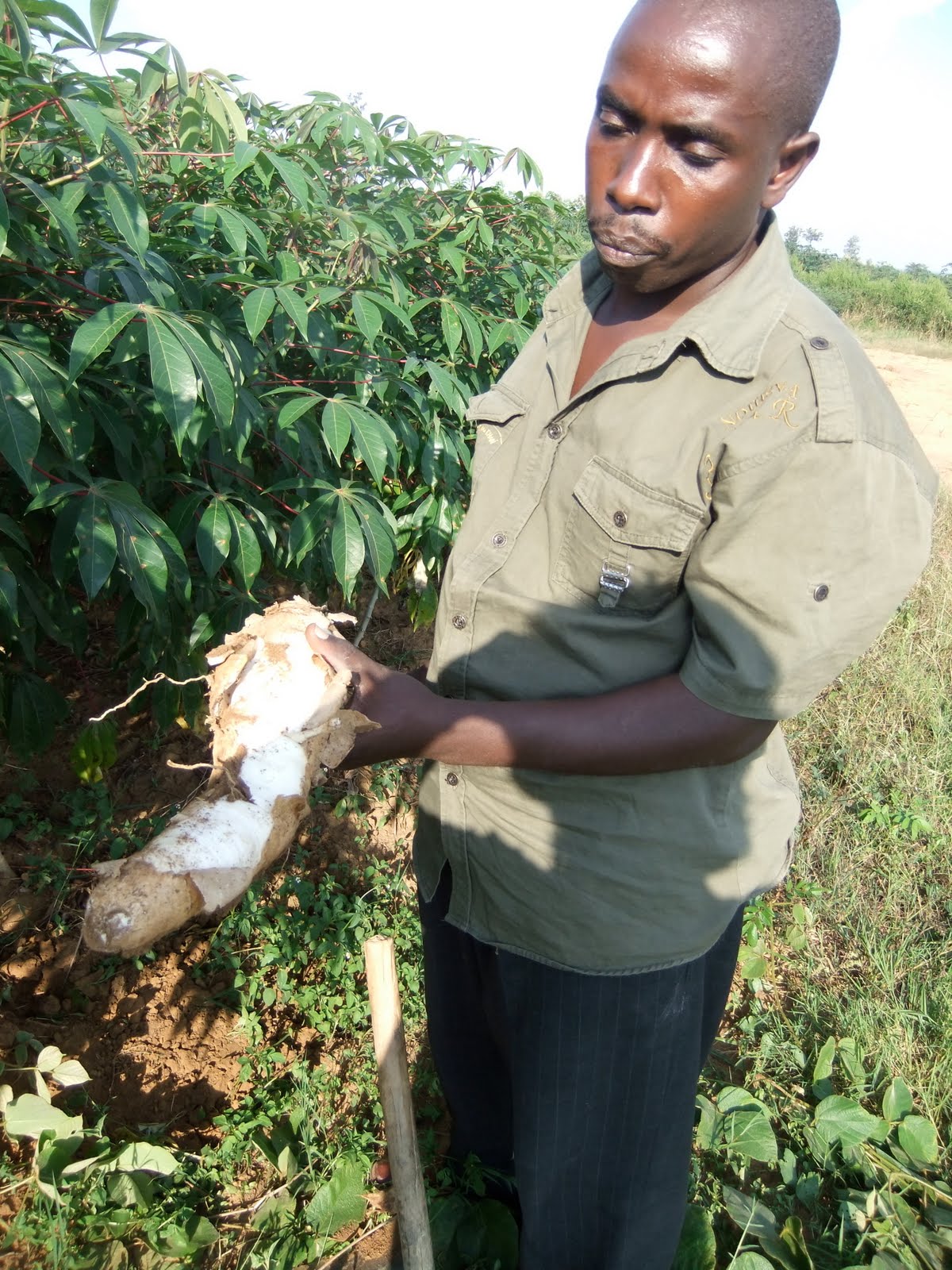 AQSpees: more than you wanted to know about cassava