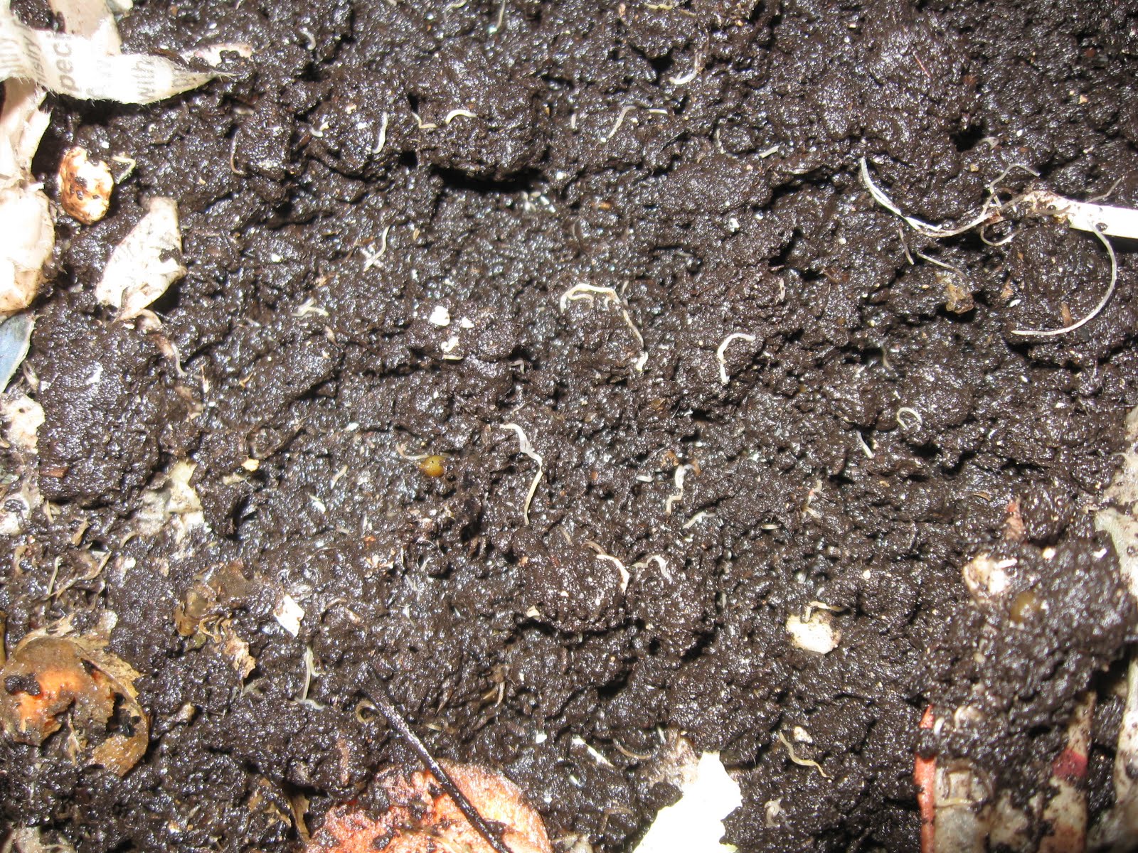 Worm Bin White Bugs at Hector Dwight blog